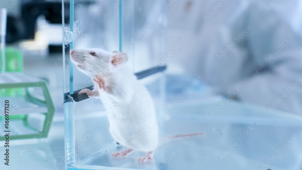 Shot of Laboratory Mouse in a Glass Cage in Scientific Laboratory ...