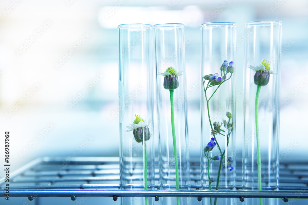 Small Glass Test Tubes