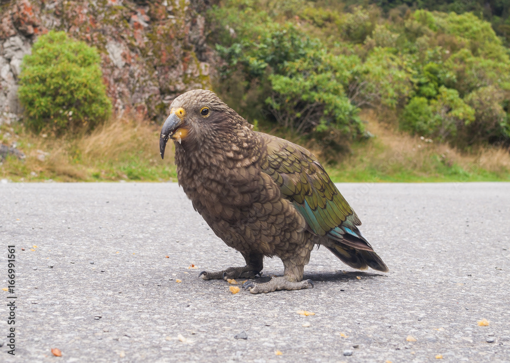 The very rare Kea alpine parrot bird from new zealand. Kea birds are in ...