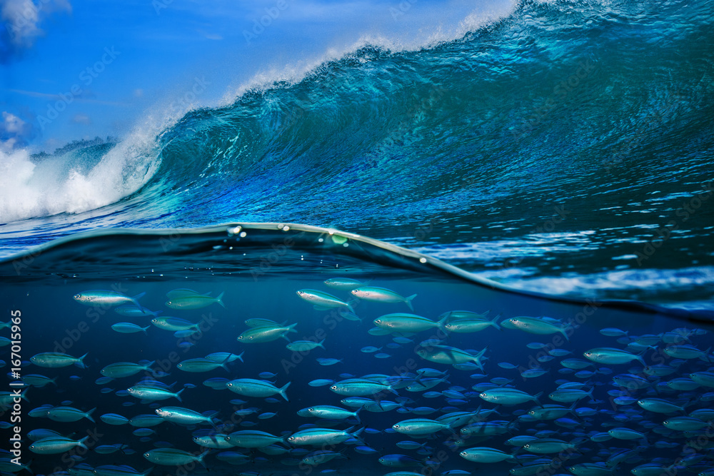 Tropical fish under ocean wave in sea water Stock-Foto | Adobe Stock