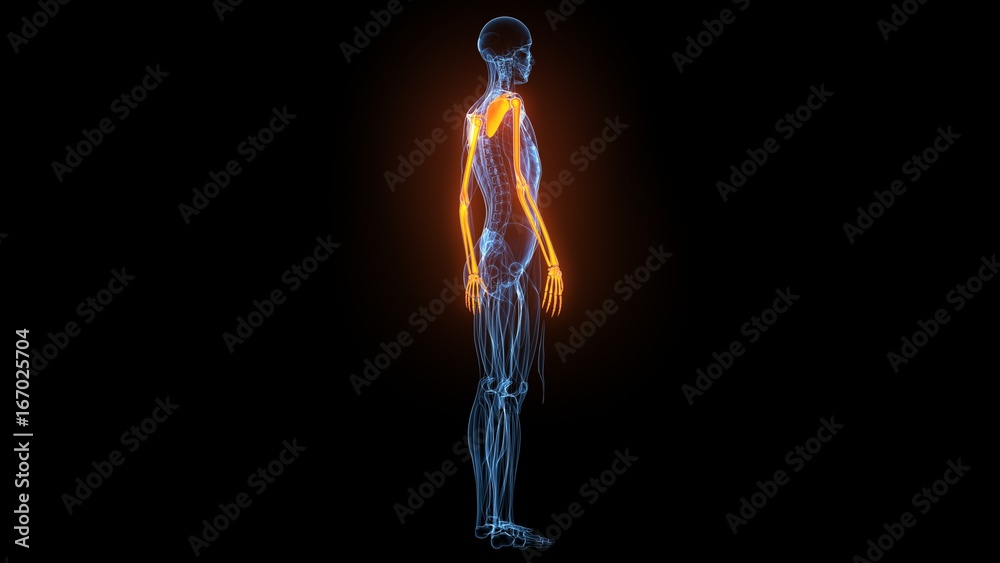 3d illustration of human body muscle anatomy(Medical muscle ) Stock ...