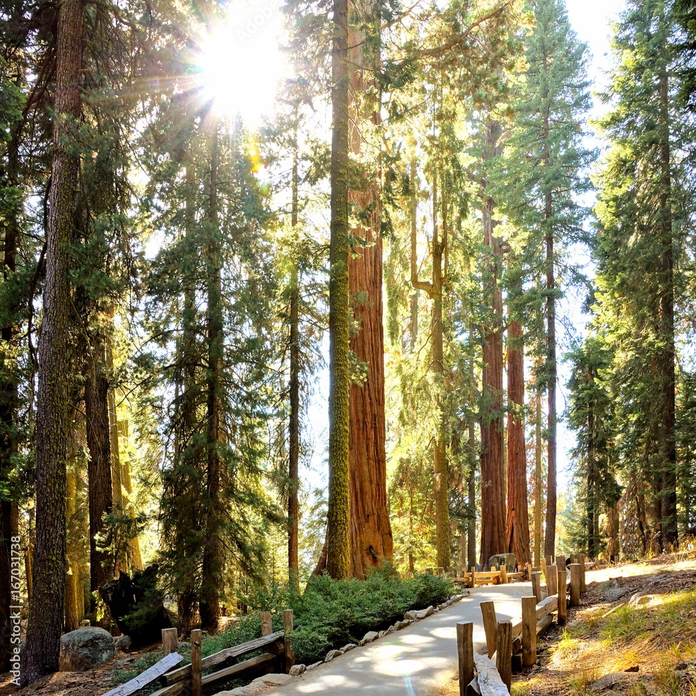 Sunbeams through giant trees of Sequoia National Park, California, USA ...