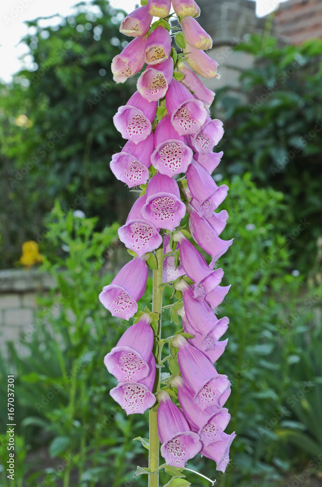 Digitalis Heart