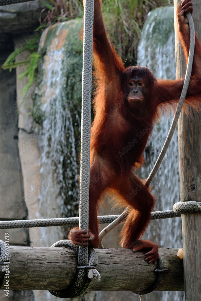 Female Orangutan Standing Up