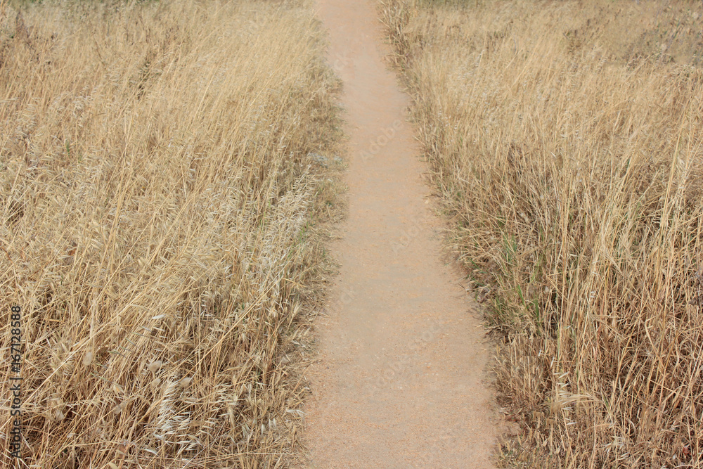 Small path way in oat field. Trail surrounded by grain leaves on the ...