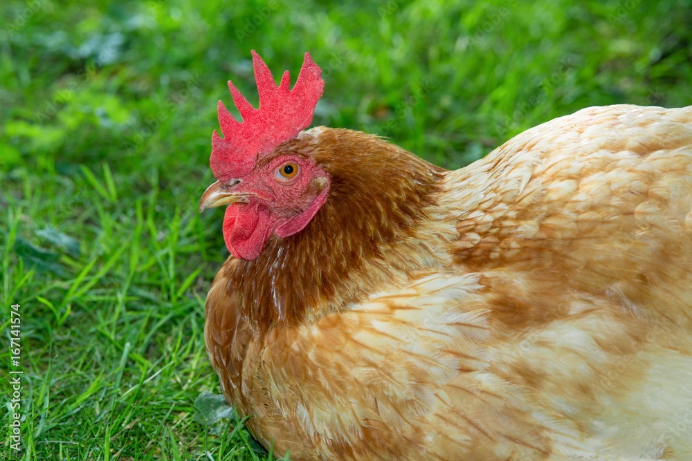 Braune Hybrid-Henne sitzt auf einer Wiese, glückliches Huhn in ...