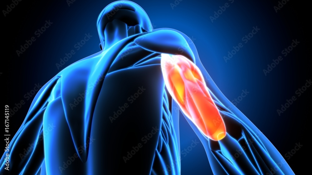 3d illustration of triceps brachii muscle Stock Illustration | Adobe Stock