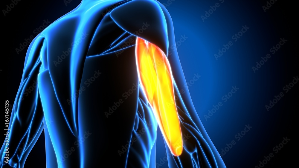 3d illustration of triceps brachii muscle Stock Illustration | Adobe Stock