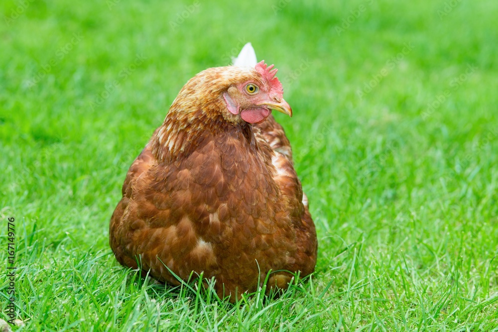 Braune Hybrid-Henne sitzt auf einer Wiese, glückliches Huhn in ...