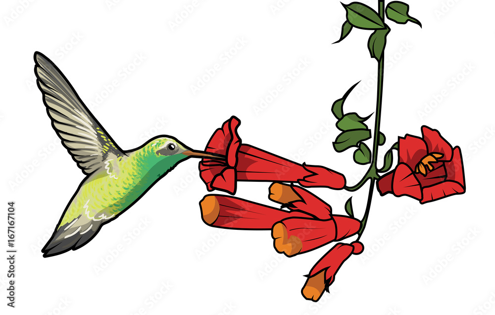 cartoon vector illustration of a hummingbird feeding Stock Vector ...