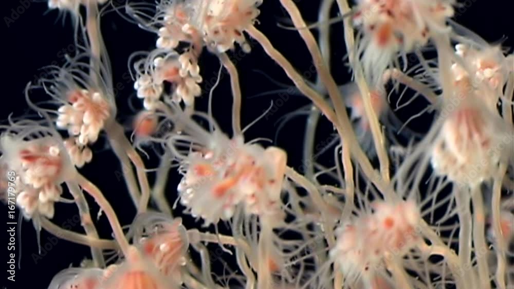 Bell Hydroid jellyfish colonies opens underwater seabed of White Sea in ...