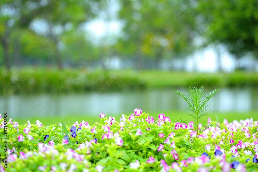 Beautiful Nature Backgrounds Spring