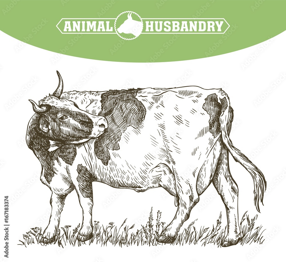 sketch of cow drawn by hand. livestock. cattle. animal grazing Stock ...