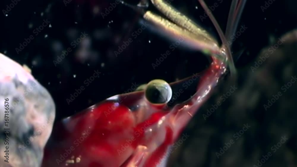 Eyes of red shrimp close up masked in search of food underwater of ...