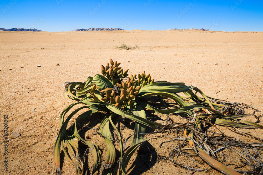 Welwitschia mirabilis - Indigenous Plants - Namibia Photos | Adobe Stock