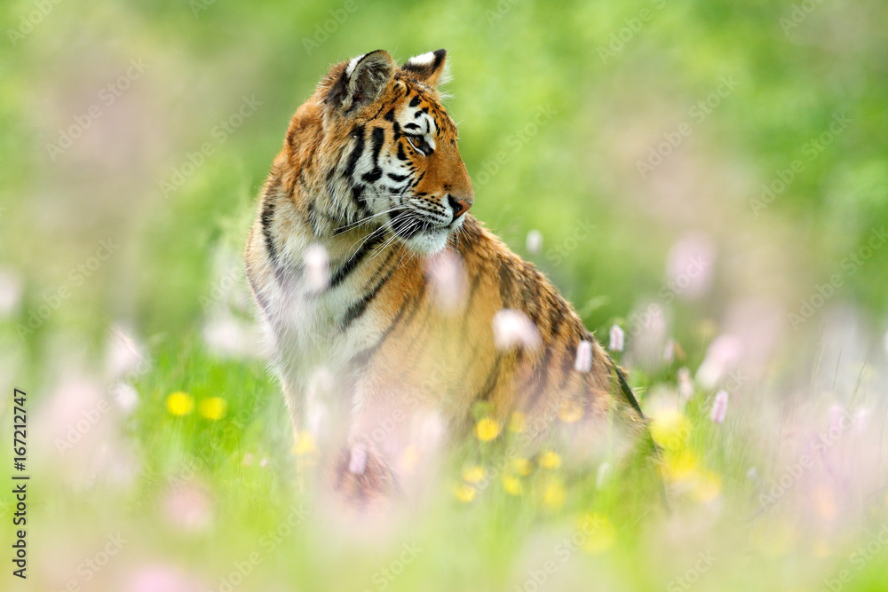 Beautiful Siberian Tiger