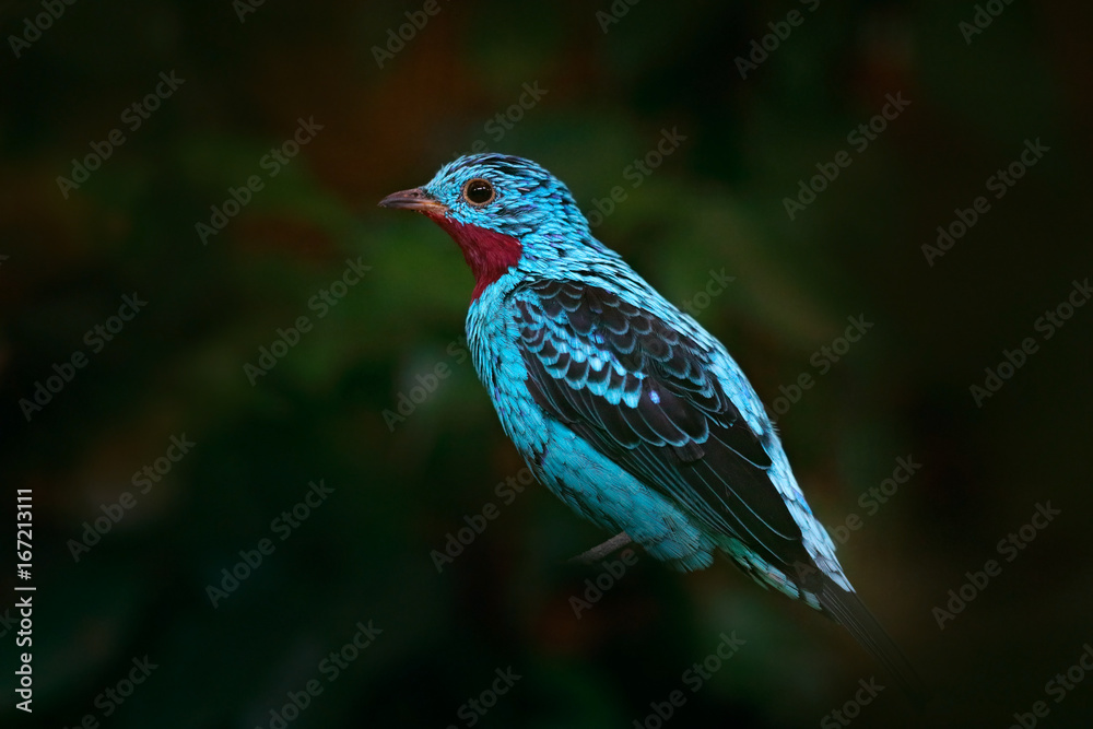 Spangled Cotinga, Cotinga cayana, exotic rare tropic bird in the nature ...