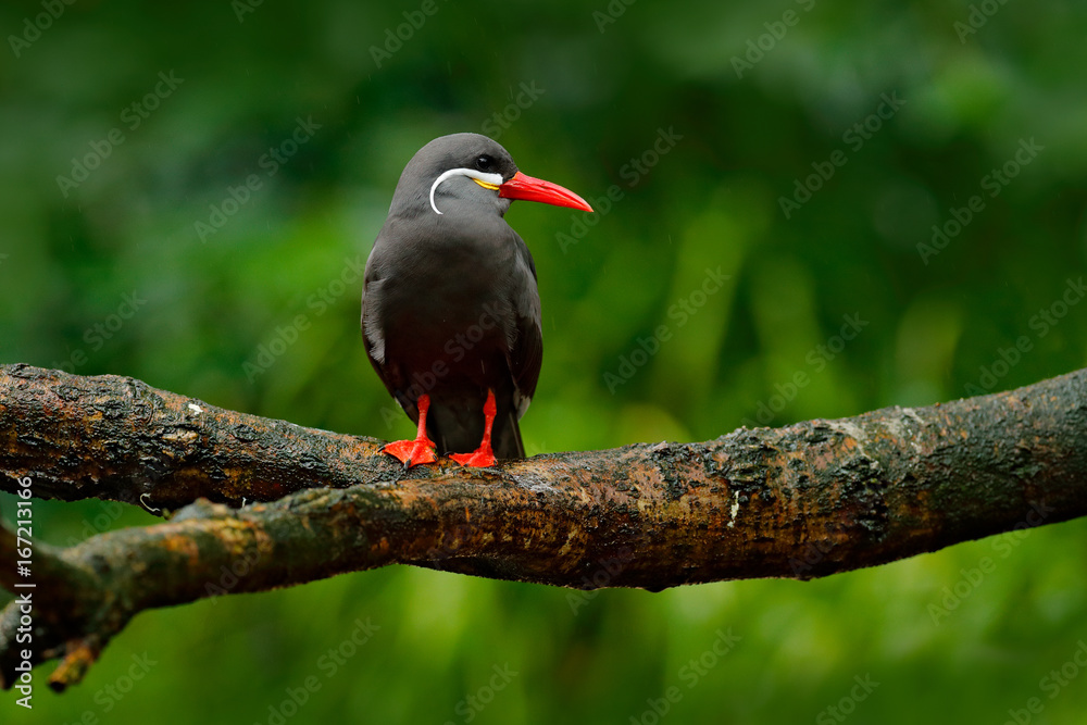 Black Inca Tern, red bill, Peru. Inca Tern, Larosterna inca, bird on ...