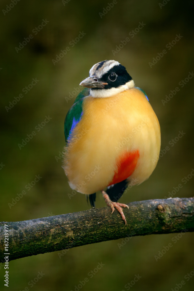 Blue-winged Pitta, Pitta moluccensis, in beautiful nature habitat ...