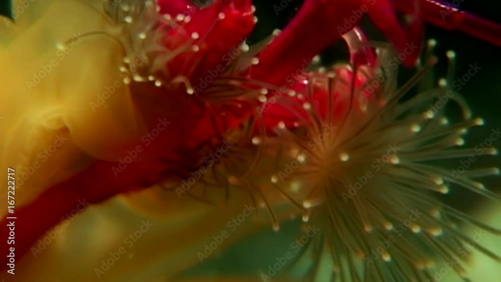 Lucernaria quadricornis captures and eats sea goat Caprella underwater ...