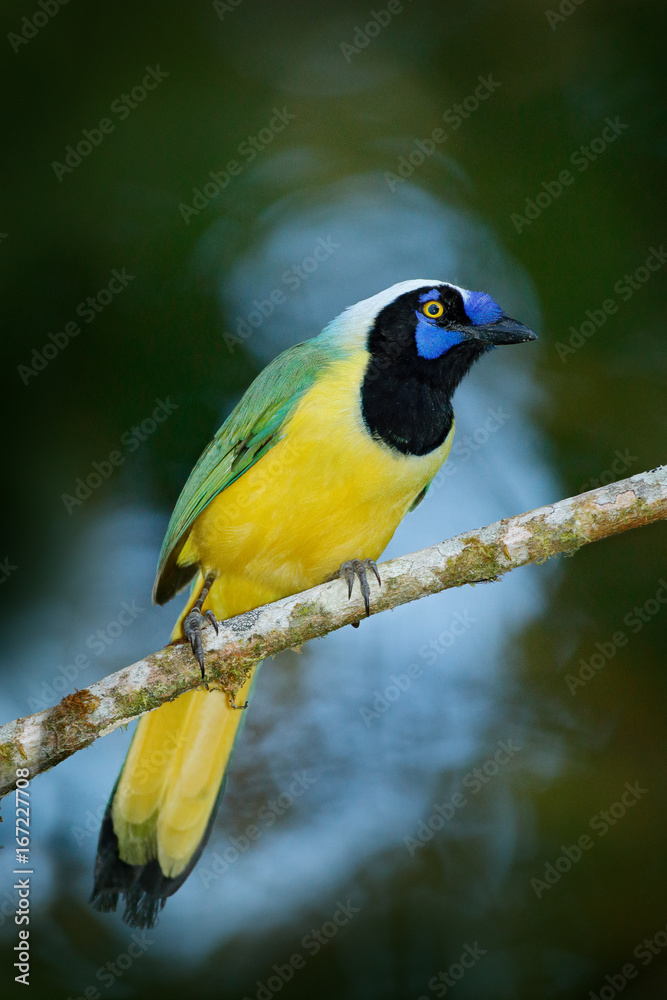 Yellow Jay Bird