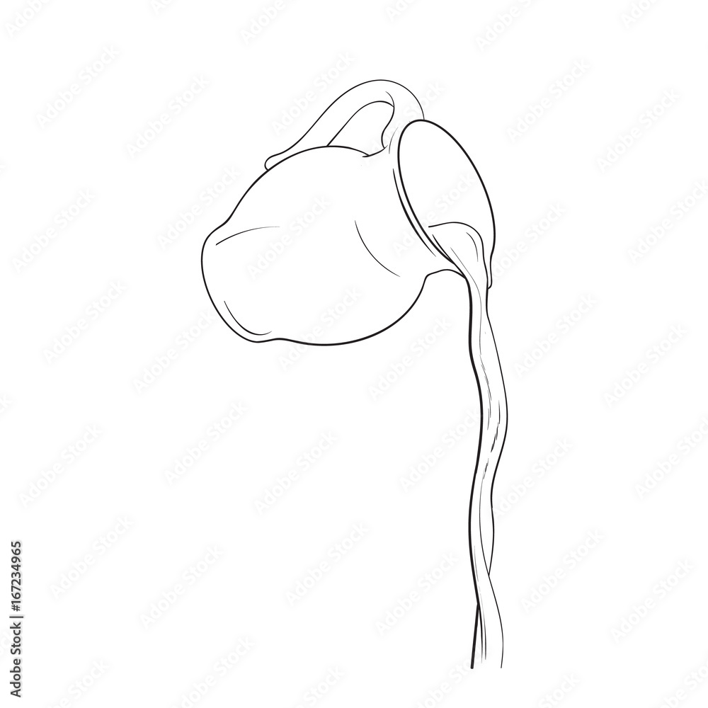 Drawing of liquid, drink pouring from transparent glass jar, sketch ...