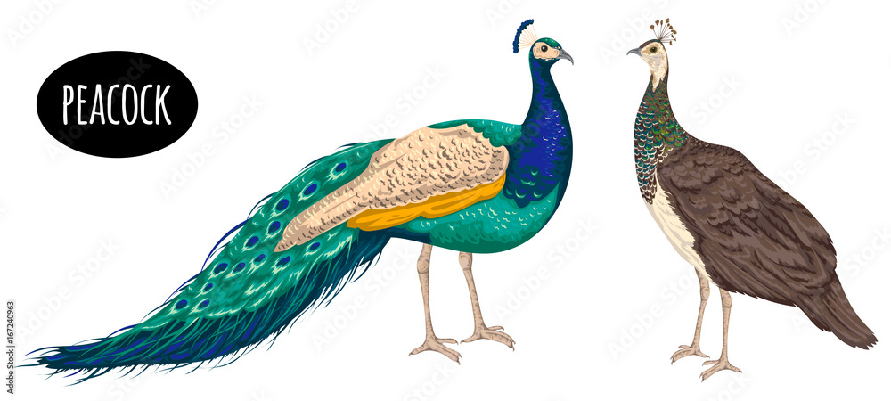 Male and female peacock on white background. Vintage hand drawn vector ...