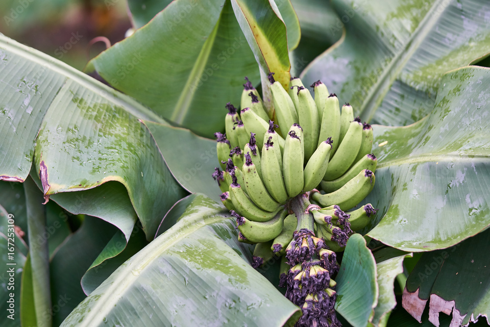 Bananas Growing Ripe
