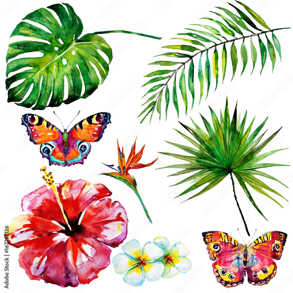 beautiful tropical palm leaves and flowers, watercolor Stock Photo ...