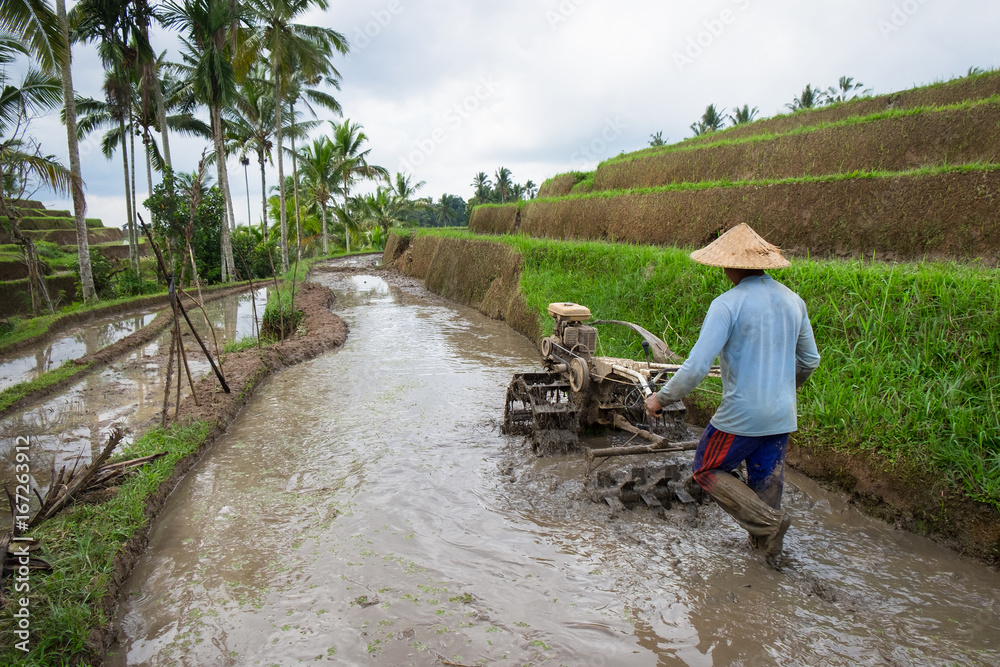 Foto de Farmer plowing a rice field at Jatiluwih Rice Terraces in Bali ...
