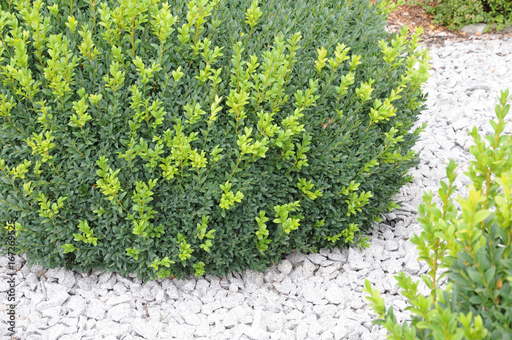 Buxbaum mit frischen Trieben Stock-Foto | Adobe Stock