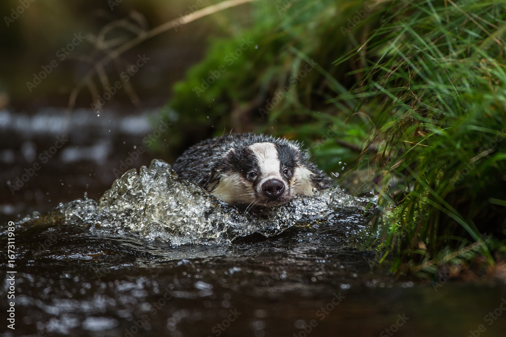 Badger in forest creek. European badgerforest swimming in the water ...