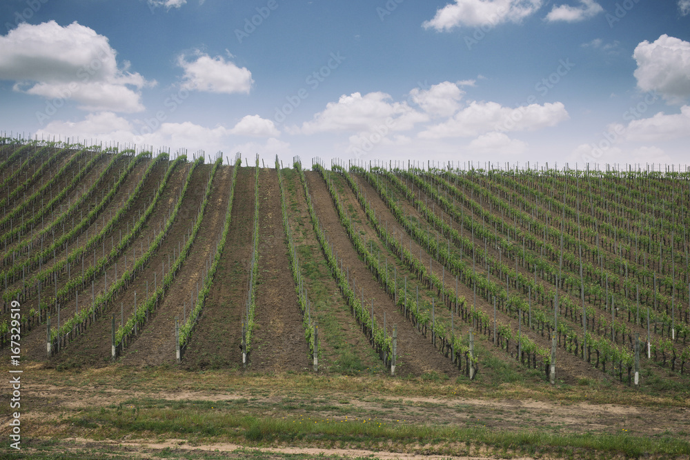 Vigna Stock Photo | Adobe Stock