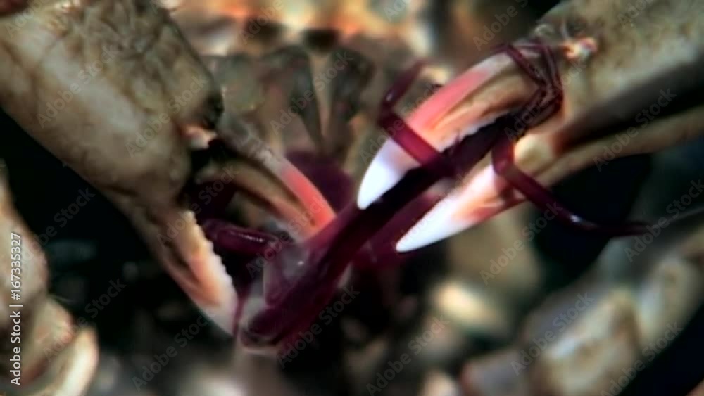 Crab hios grabbed booty with claws underwater on seabed of White Sea ...
