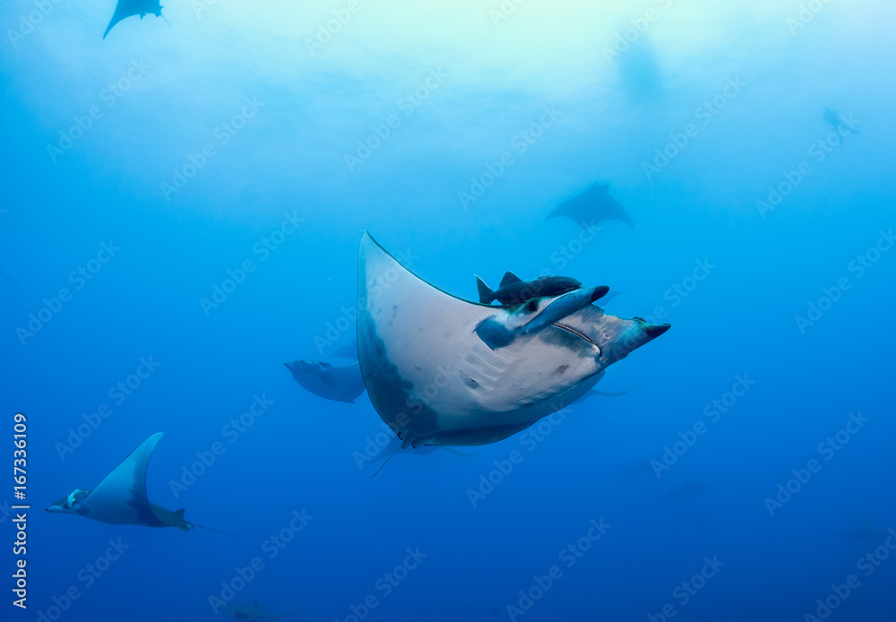 Mobula rays at the Princess Alice Sea Mount, Pico Island, The Azores ...