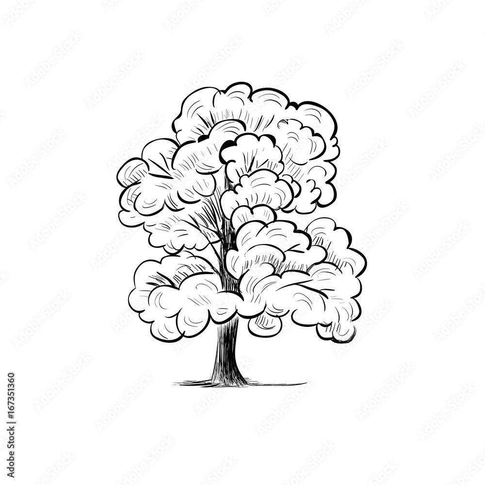 Tree sketch hand drawing. Silhouette tree vector illustration Stock ...