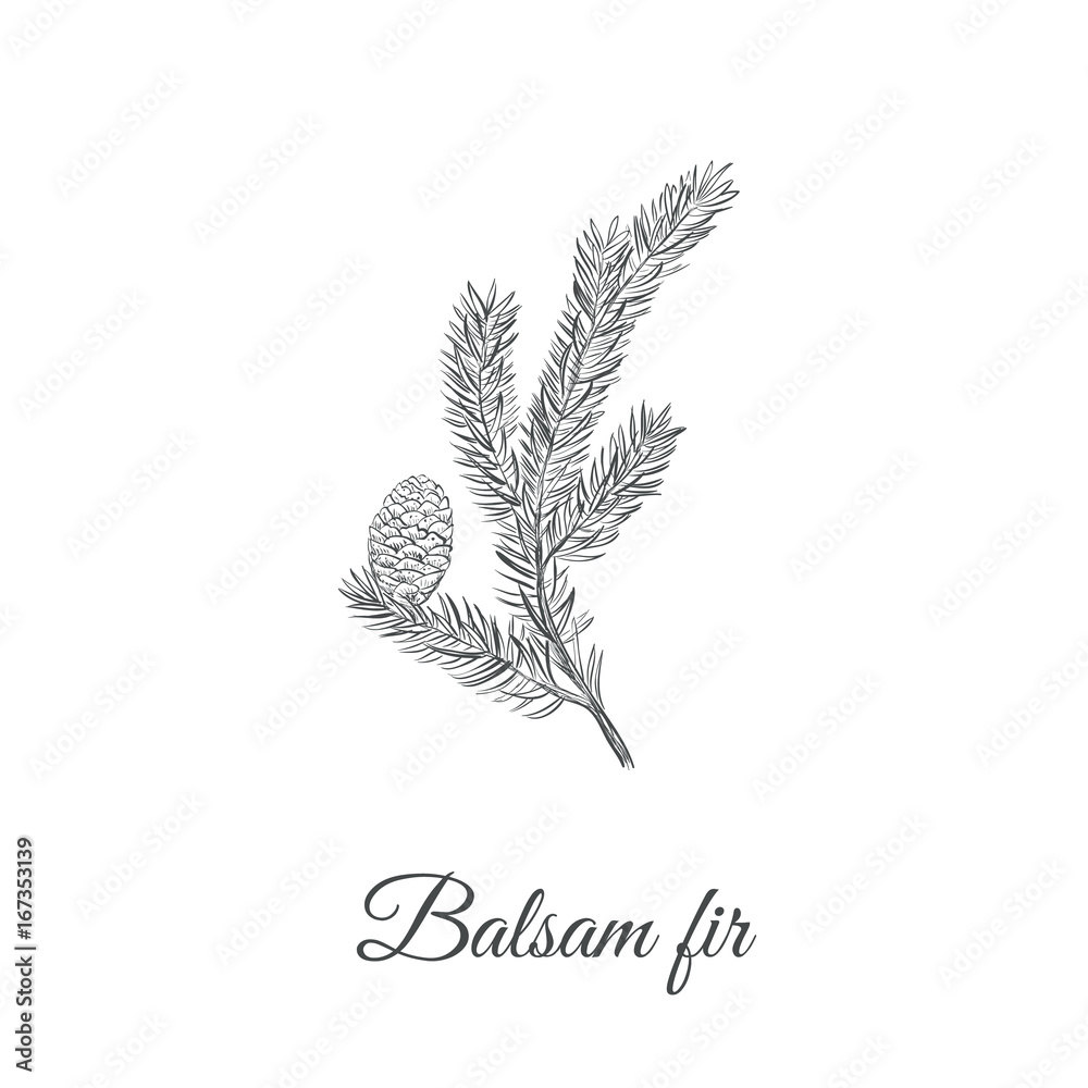 Balsamic fir sketch hand drawing. Fir balsamic (Abies balsamea) vector ...