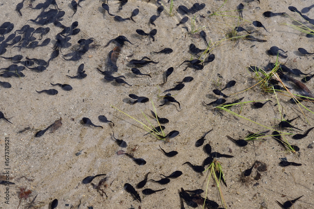 Girini in acqua Stock Photo | Adobe Stock