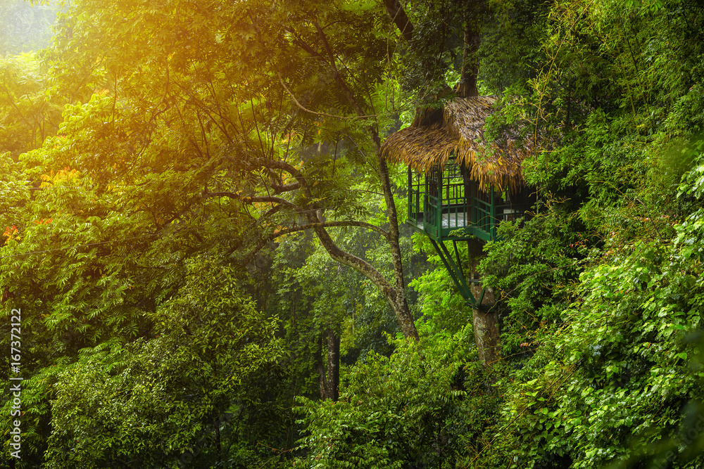 Treehouse for nature retreat amidst abundant trees in Laos. Stock Photo ...