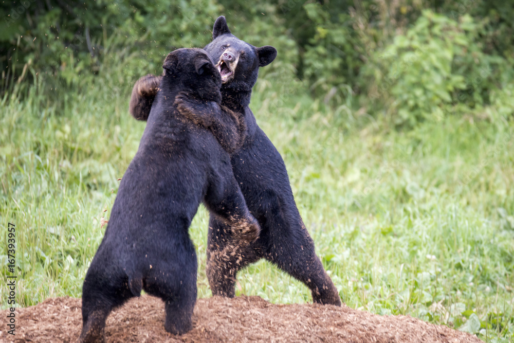 Two Black Bears Fighting Stock Photo | Adobe Stock