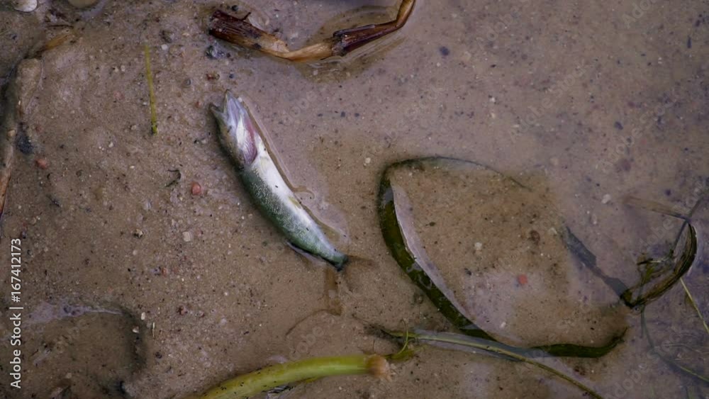 fish belly up. close up. dead pike fish on the surface of the water ...