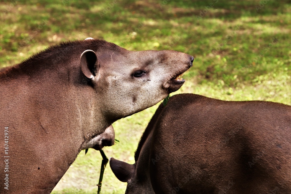 Tapirus Kabomani