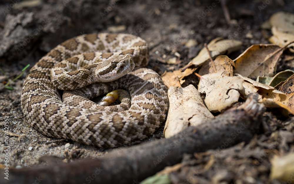Poster Young Rattlesnake – Wall Art | UkPosters