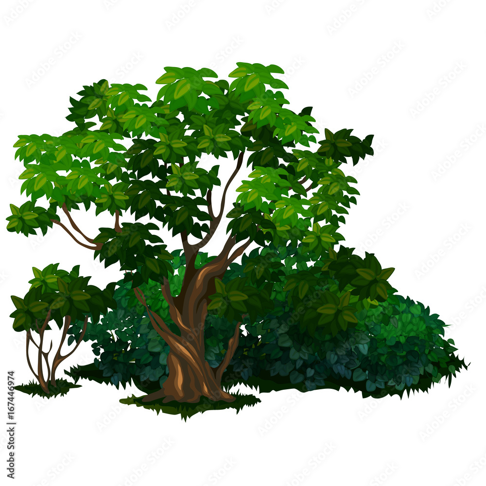 Large detailed tree in cartoon style. Nature, forest, ecology concept ...