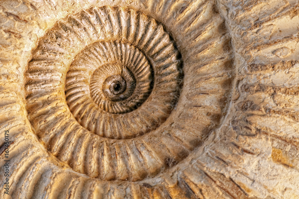 Ammonite closeup Stock Photo | Adobe Stock