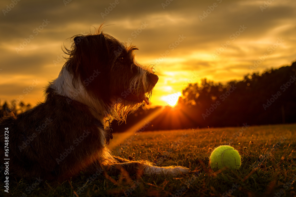 Dog at Sunset Stock Photo | Adobe Stock