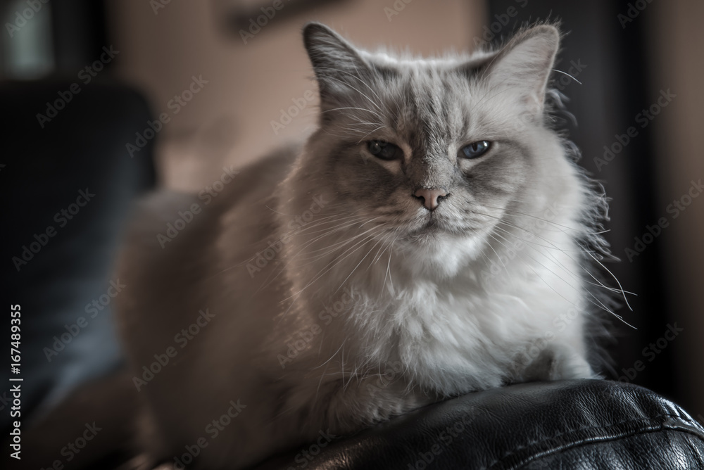 Foto Stock Gatto Sacro di Birmania, Birmano | Adobe Stock
