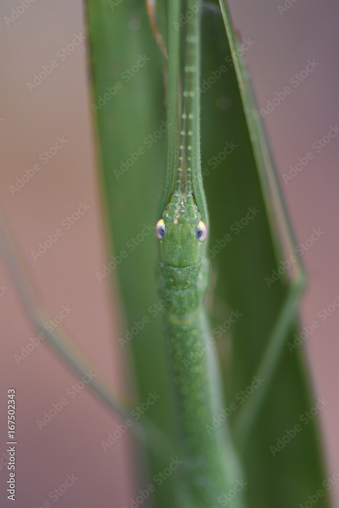 Fotografia do Stock: Stick insect, Phasmatodea, in the lowland ...
