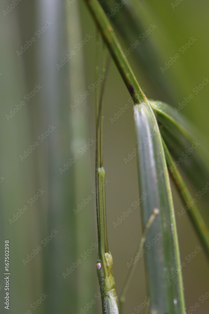 Stick insect, Phasmatodea, in the lowland rainforest, Aiduma Island ...
