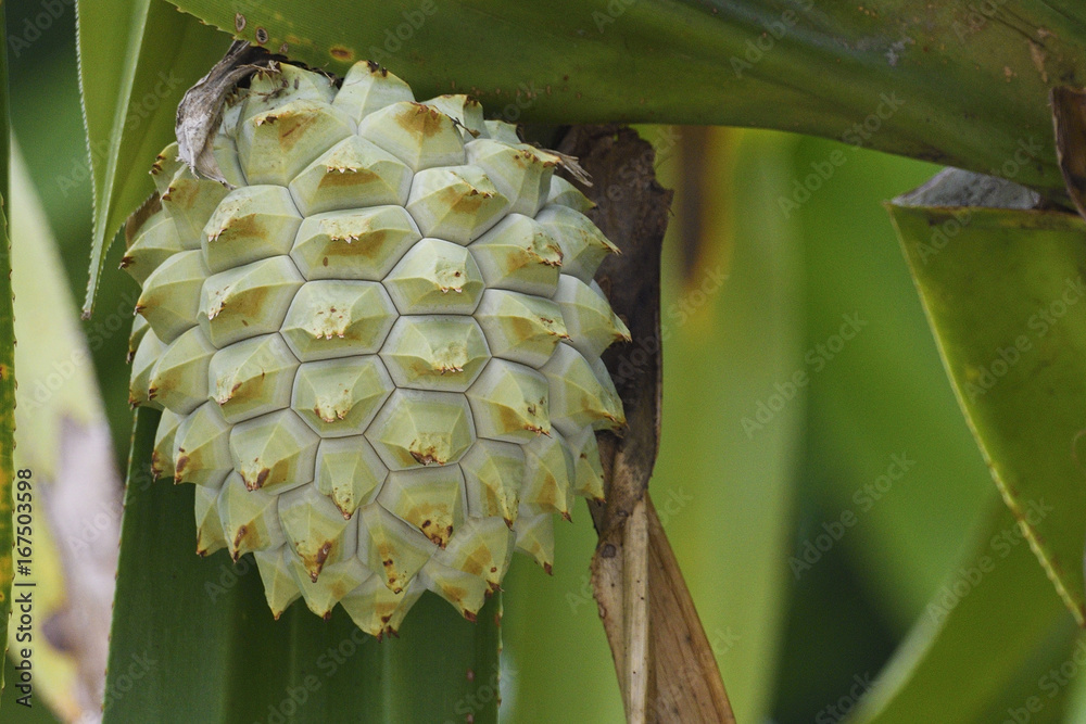 Pandanus palm tree fruits,.Lowland rainforest, Karawawi River, Kumawa ...
